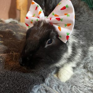 Tuxedo for Rabbits, Cats, Small Dogs, Bunny & Small Pets. Suit. Wedding ...