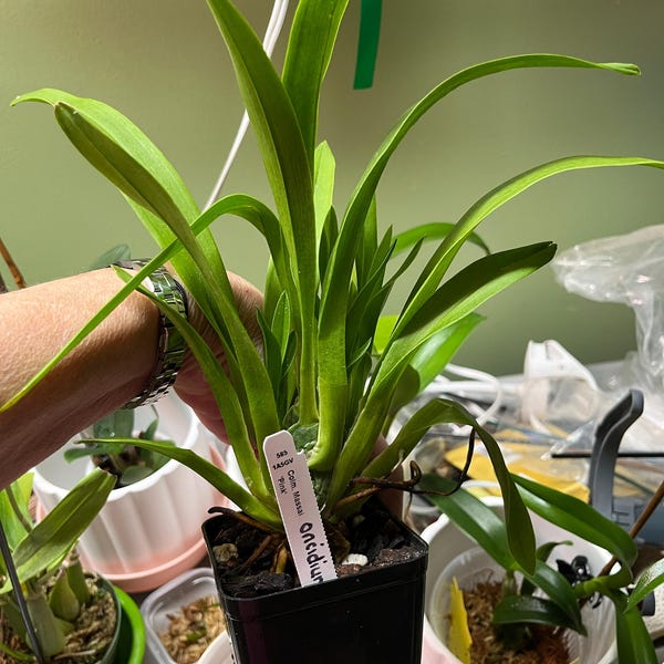 Orchid Plant LIVE Rlc. Amazing Thailand 'rainbow' Rare BLOOMING SIZE ...