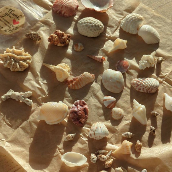 White Beach Shell Sanibel Island Shell Ornament DIY Beach Decor | 8 ...