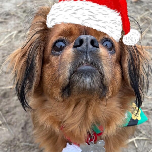 Christmas Dog Scarf With Pompom - Available in 4 Colour Schemes - Santa ...