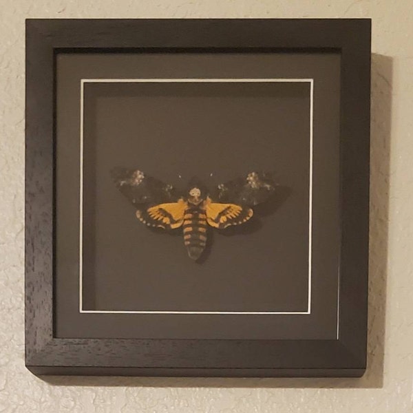 Death's Head Hawk Moth on Black Background in Baroque Style Box Frame ...