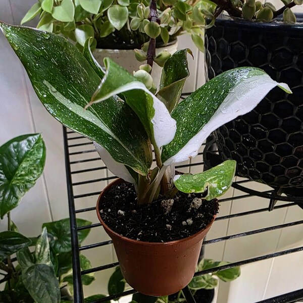 Scindapsus Silver Anne - Satin Pothos - Live Plant in 4" Pot - Etsy