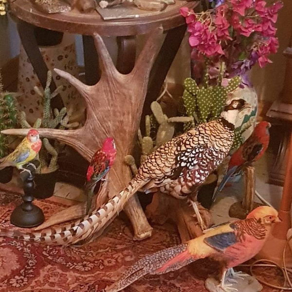 Taxidermy Bird Stuffed Bird AFRICAN SULTAN CHICKEN Porphyrio ...