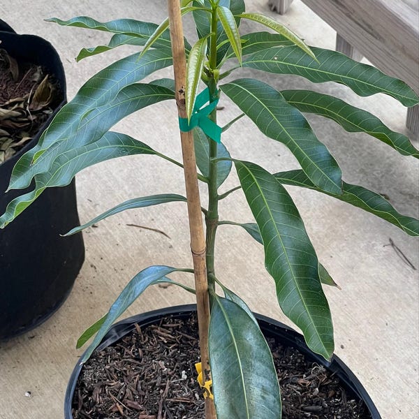 Edgar Mango TREE GRAFTED (2-4 Feet Tall). Ship to All States - Etsy