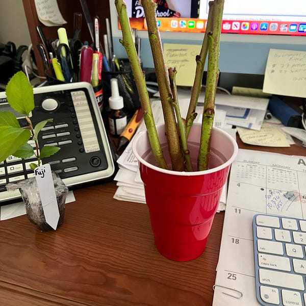 10 MARS GRAPE Cutting / Fruit Tree Scion / Scionwood / Wood / Rooting ...