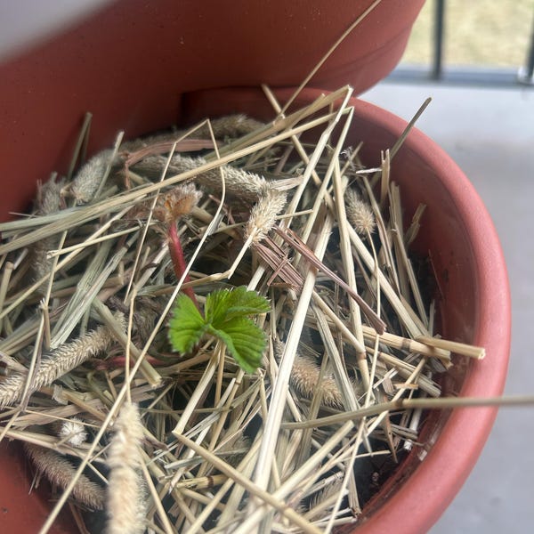 3 Blackberry Plants "caddo"- Thornless, High-flavor (pack of 3 Plug ...