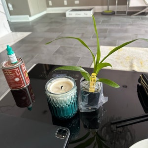Cycd Taiwan Golden Orange Bloom Stage Currently Dormant ...... 50 ...