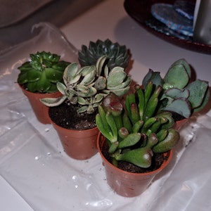 Small Succulent Plants Random Succulents 5cm Pots Open - Etsy UK