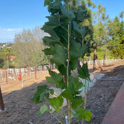 Champagne Pink Currant 1 Gallon Potted 2-3' Tall - Etsy