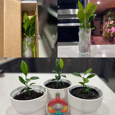 Treesagain Potted Blue Jacaranda Tree Jacaranda Mimosifolia - Etsy