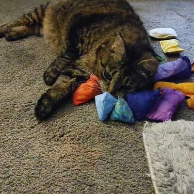 Siamese Catnip Toy, Tuxedo Cat Catnip Toy, Panther Catnip, Butterscotch Catnip Toy, Jungle Cats ...