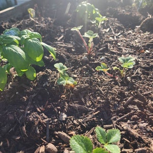 5 Raspberry Plants Joan J Completely Thornless, Everbearing, High ...