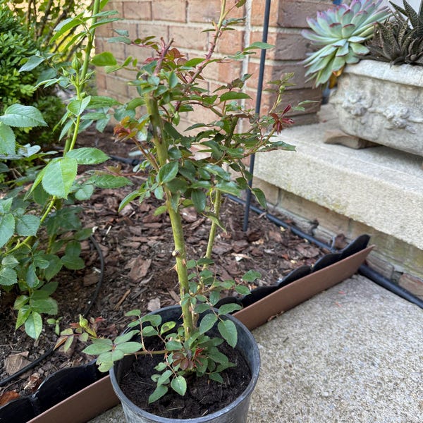 Victorian Secret | 维多利亚秘密 | Netherlands Florist Shrub Rose | Long ...