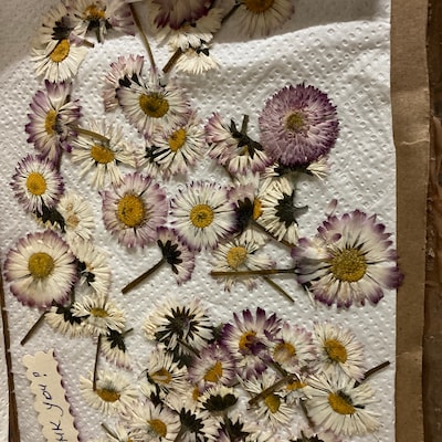 25/50/100 Dried Pressed Daisy Real Dried Pressed Flowers Dry Petals Natural Dried Pressed ...