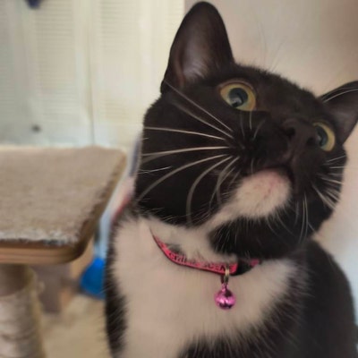 Gator Cat Collar Happy Alligators on Pink Breakaway Safety B96D30 - Etsy