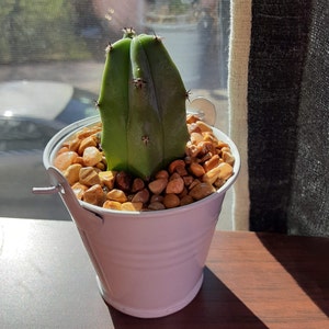 Mini White Cactus Bucket Assorted Cactus Plants in White 2 Metal ...