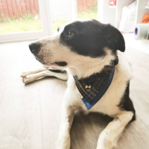 Dog Dickie Bow. Dog Dicky Bow. Doggie Dickie Bow. Dog Gift. - Etsy