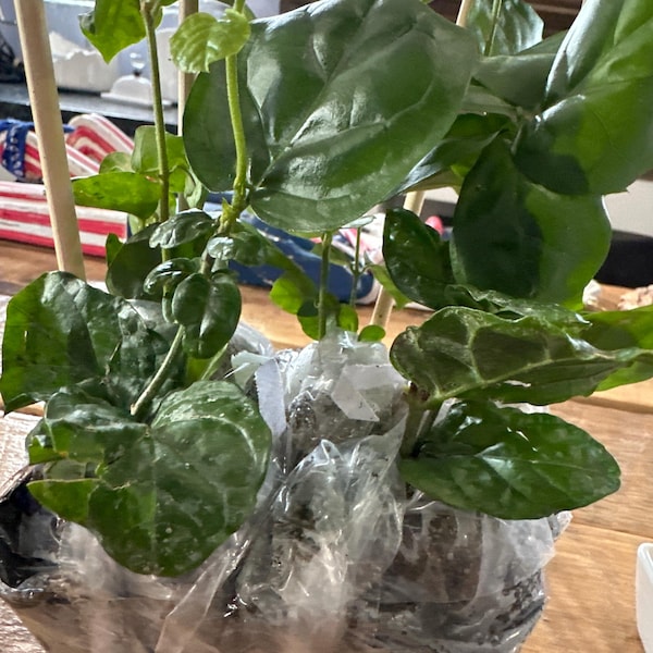 Athens Blue Princess Glory Bush Plant~~tibouchina Urvilleana~small ...