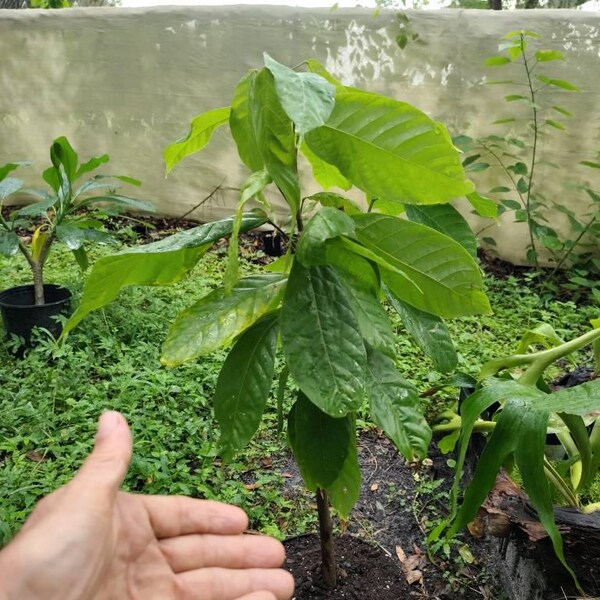 Grafted Yellow Cacao Tree (2-3ft) - Grow Your Own Chocolate! - Etsy
