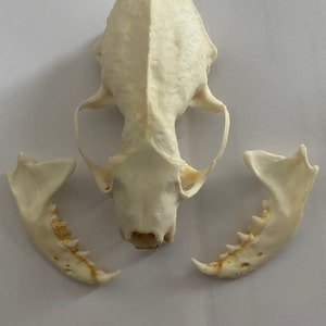 Exquisite Real Mink Skull Bone Specimen After Cleaned and Bleached - Etsy
