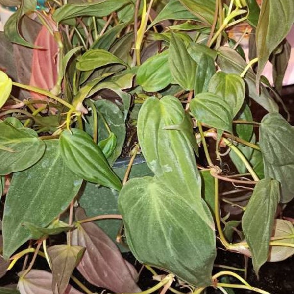 Philodendron Mican : Indoor Plants - Easy Care Houseplant - Starter ...