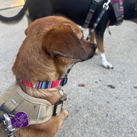 Treeline Dog Collar Trees Forest Nature Outdoors - Etsy