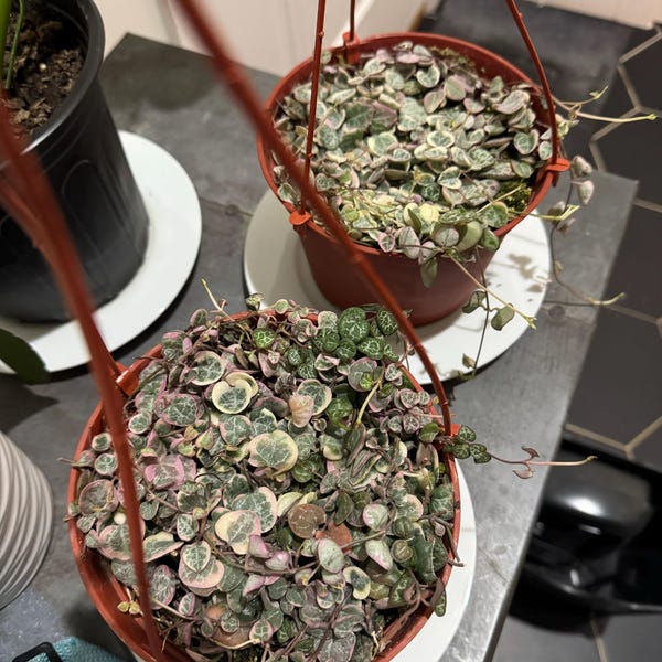 Giant Watch Chain, Princess Pine, Live Potted Succulent in 4" Pot - Etsy