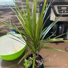 Dragon Tree Plant With Pot: Easy Beginner Indoor Plant - Etsy Canada