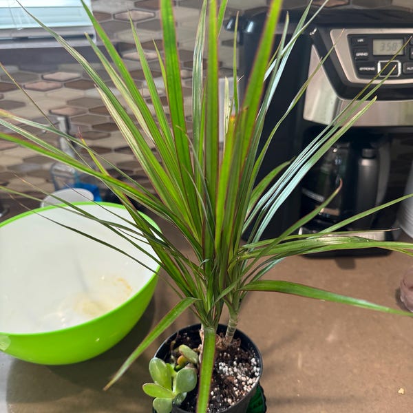 Dragon Tree Plant With Pot: Easy Beginner Indoor Plant - Etsy