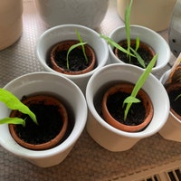 COREOPSIS BABY GOLD Coreopsis Lanceolata 150 Seeds Dwarf - Etsy Canada