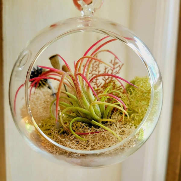 Air Plant Terrarium With Pink Rose Quartz / 4 Round Glass Pedestal ...