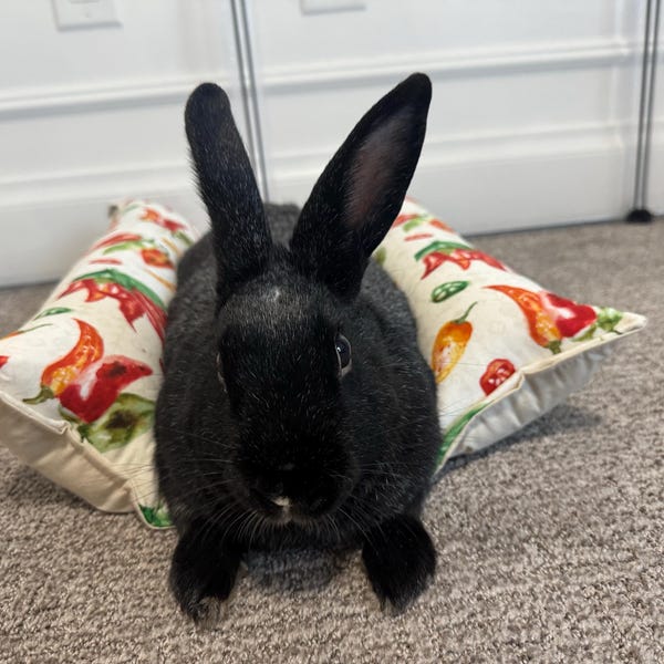 Discounted MYSTERY Classic Hop N' Flop® | Snuggle Burrow Flop Bed for ...