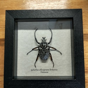 Rare Pink Form Gaudy Commodore Butterfly Framed Taxidermy | Etsy