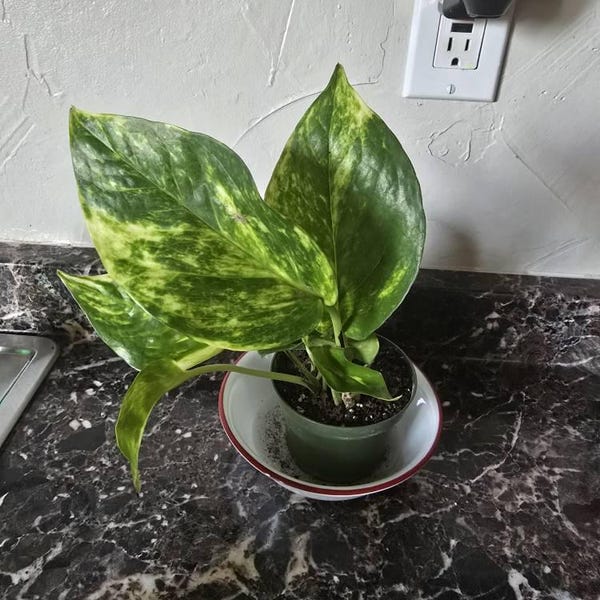 Pothos Robin: Teruno Japanese Pothos - Tropical Houseplant (4” Pot) - Etsy