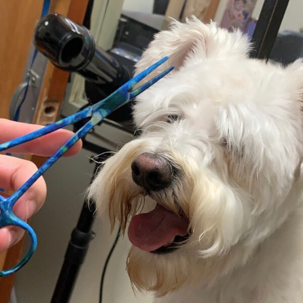 Starry Night 5.5 " Bandage Scissors for Vet Tech Veterinary Nurse by Vettechstuff - Etsy