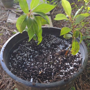 1 Camphor Laurel Tree Sapling LIVE PLANT SEEDLING Bush/shrub/tree ...