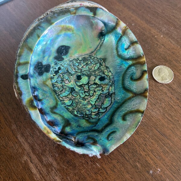 Abalone Shells: Choose Size 2 - 7" Mini & JUMBO Abalone Shells (holds ...