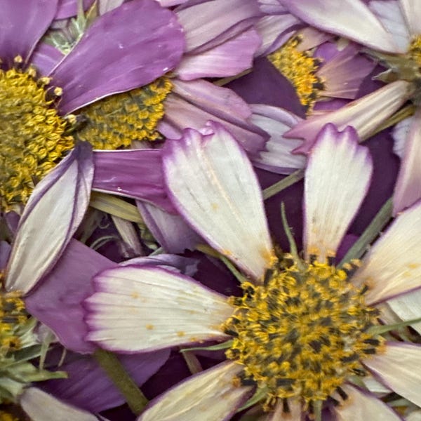 Pressed Flowers Assortment 50 Pieces Pressed Wild Flowers Dried Flowers ...