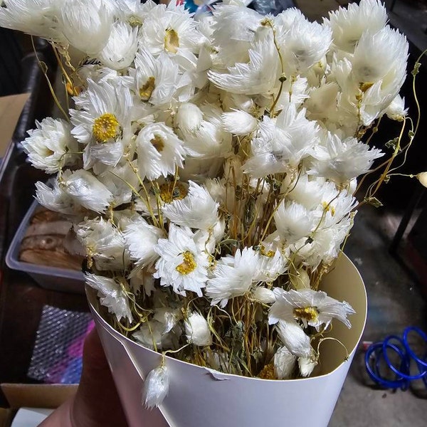 2025 New Dried White Daisies Dried Rodanthe Natural Dried Flower ...