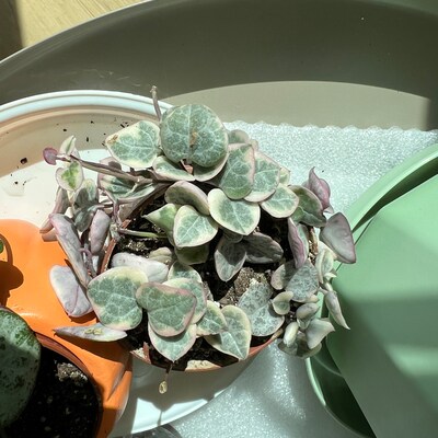 Goldfish Watering Can, Fish Watering Can, Cute Watering Can, Fun ...