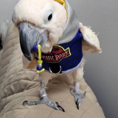 Phantom HARNESS JACKET Parrot Hoody Bird/parrot Clothing, Bespoke ...
