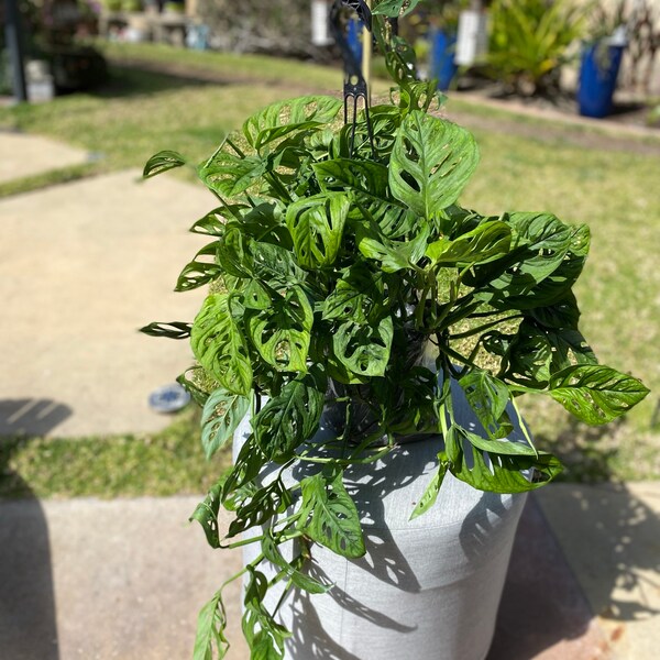Monstera Adansonii Swiss Cheese Vine in Hanging Basket. - Etsy