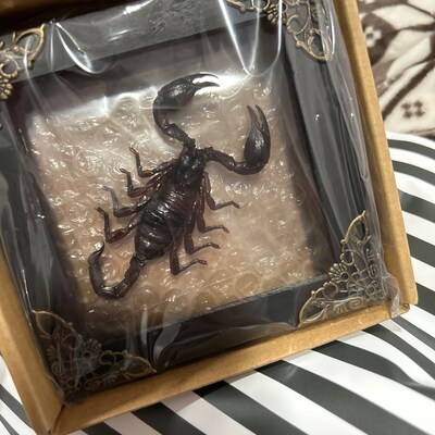 Scorpion Frame Taxedermy Black Wall Decor Gothic Artwork, Preserve ...
