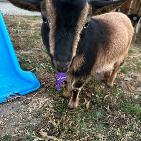 Custom Goat and Sheep Collar Tags - Etsy