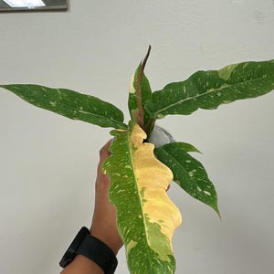 4 African Violet cabbage Patch - Etsy