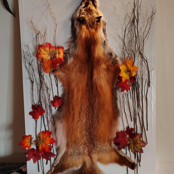 Tanned Red Fox Pelts / Hides - Etsy