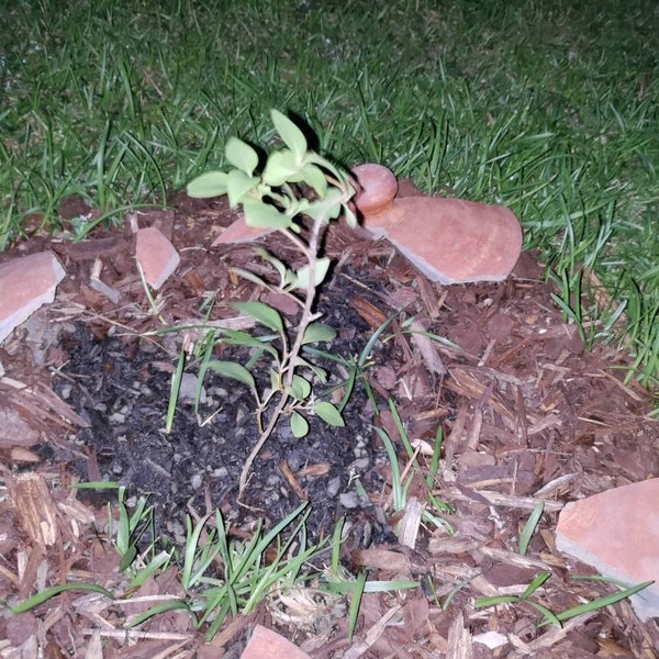 25 Poke Seeds - Etsy