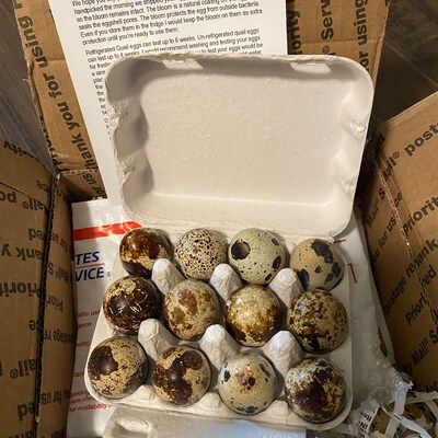 100 JUMBO Quail Egg Cartons, Holds 12 Eggs, Secure Snap Close, W/free ...