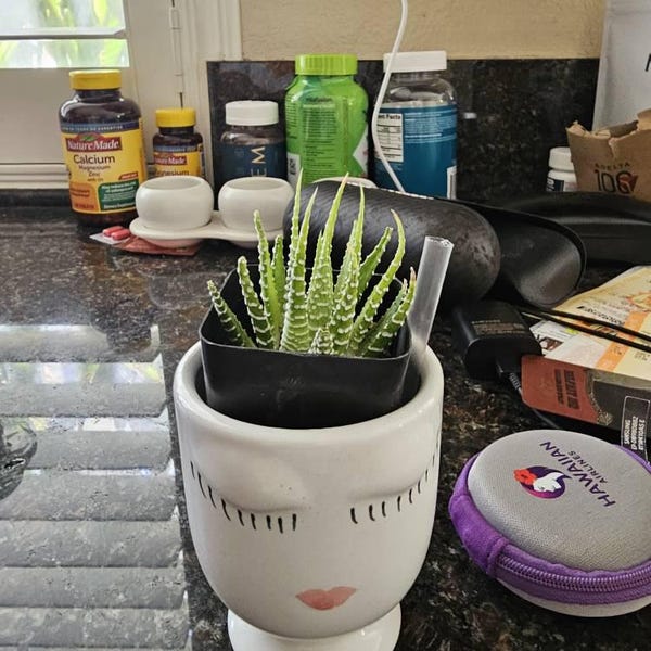 Hedgehog Agave | 8 Inch | Agave Stricta | Live Agave Plant | Succulent ...