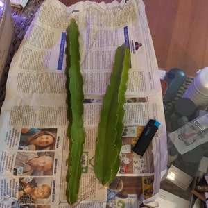 Flame Tree Seed Pods - Etsy